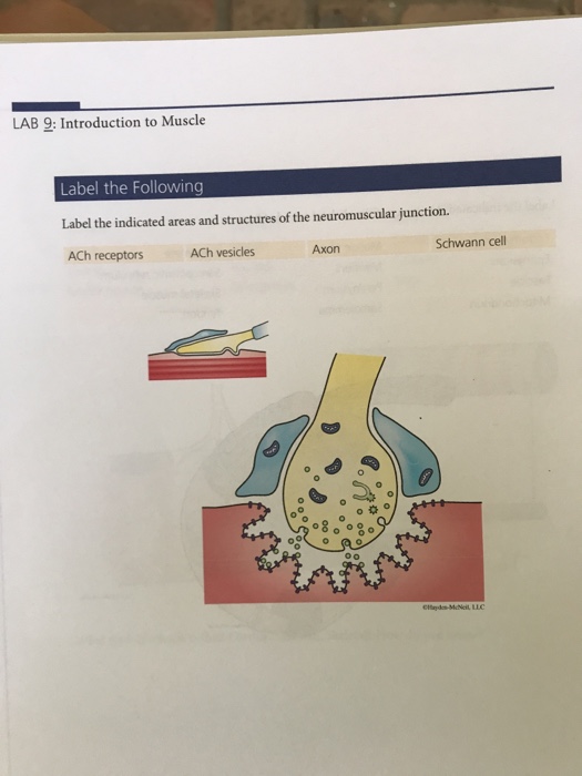 Solved Label the Following Label the indicated structures of | Chegg.com