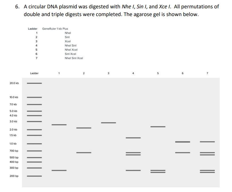 Draw a map of the plasmid, labelling the restriction | Chegg.com