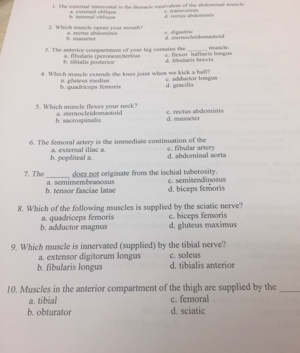 Solved The External Intercostal Is The Thoracic Equivalent