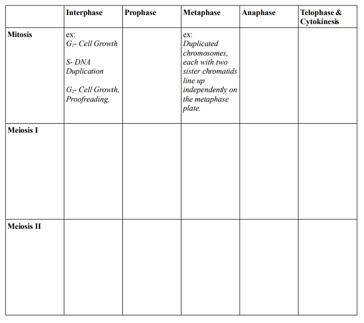 Meiosis And Mitosis Graphic Organizer