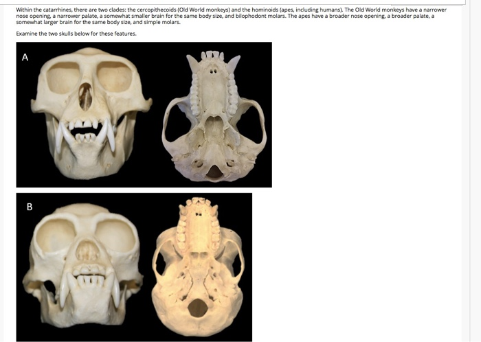 Solved Within the catarrhines, there are two clades: the | Chegg.com