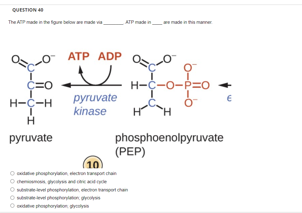 Solved The ATP made in the figure below are made via | Chegg.com