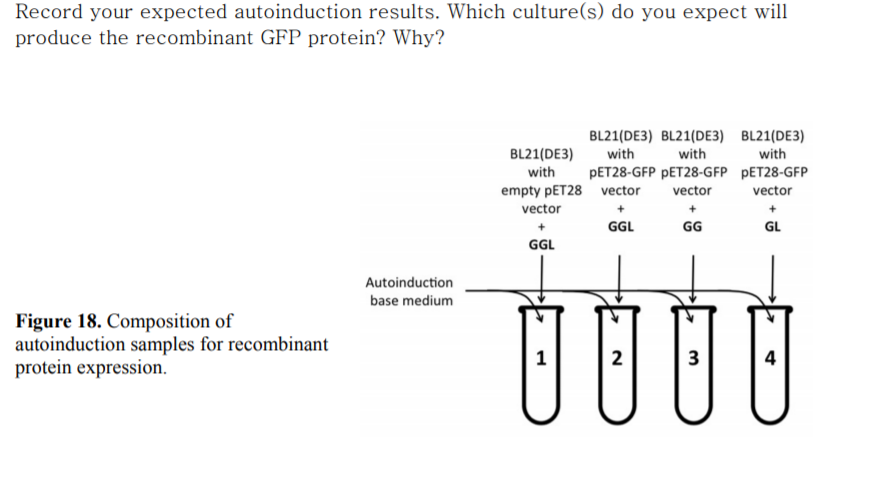 Solved Record your expected autoinduction results. Which | Chegg.com