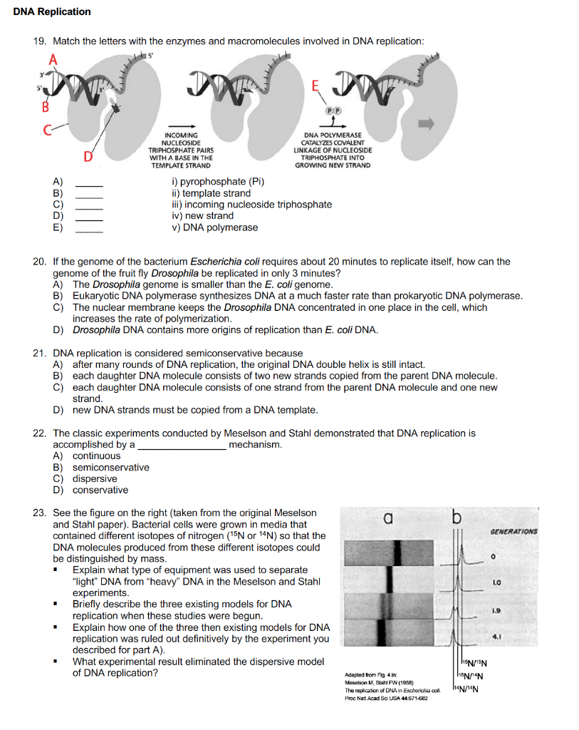 Solved DNA Replication 19. Match the letters with the | Chegg.com