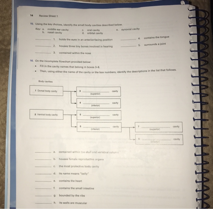 Solved Using the key choices, identify the small body | Chegg.com