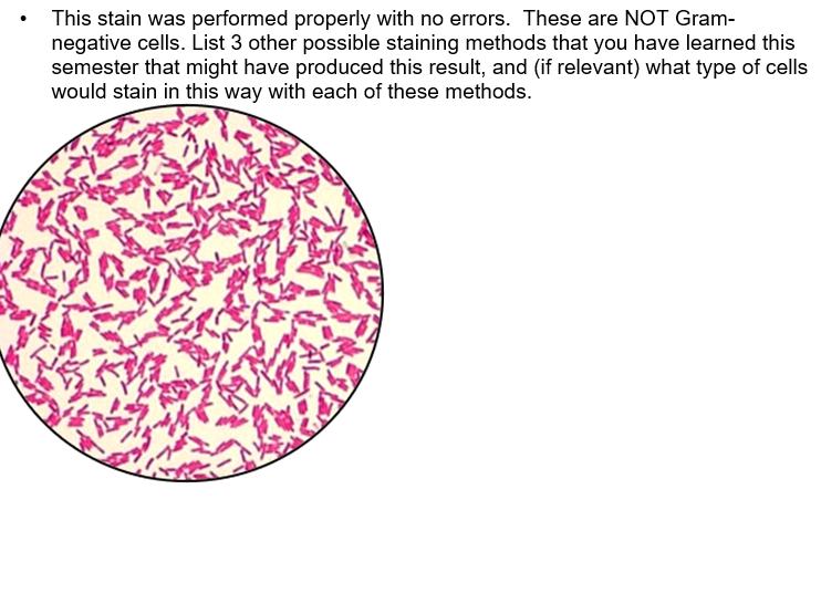 Solved • This stain was performed properly with no errors. | Chegg.com
