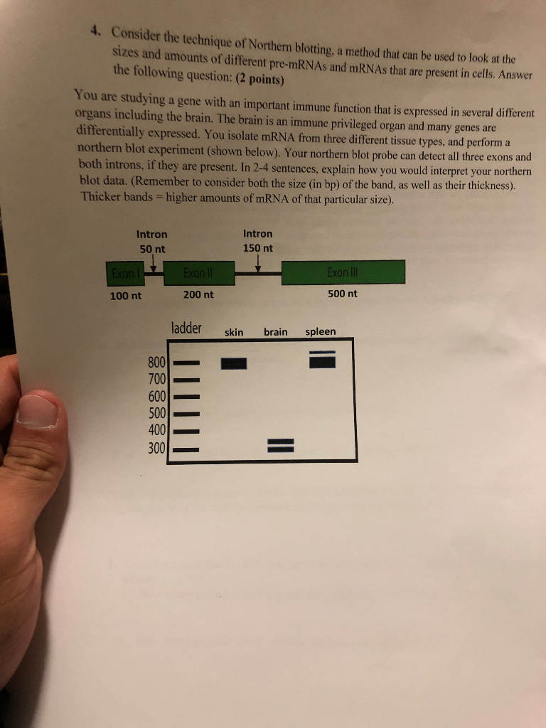 Solved 4. Consider the technique of Northern blotting, a | Chegg.com