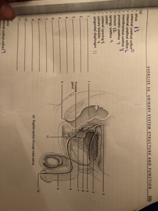 Solved EXERCISE 36 URINARY SYSTEM STRUCTURE AND FUNCTION 599 | Chegg.com