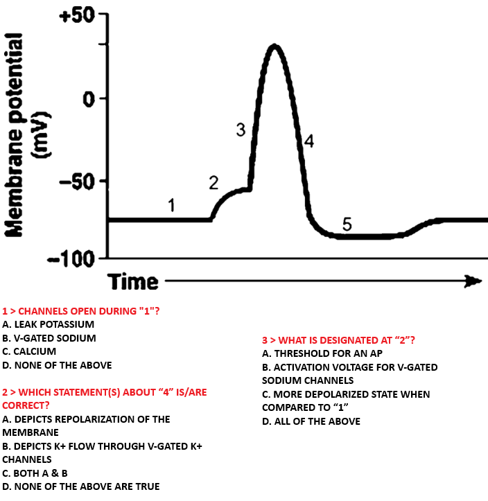 Solved 1> CHANNELS OPEN DURING "1"? A. LEAK POTASSIUM B. | Chegg.com