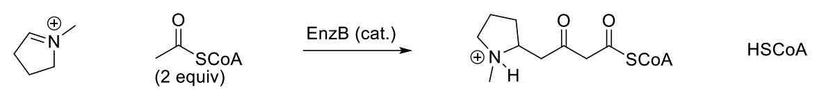 Solved EnzB (cat.) HSCOA SCOA (2 equiv) Ν ΤΗ SCOA | Chegg.com
