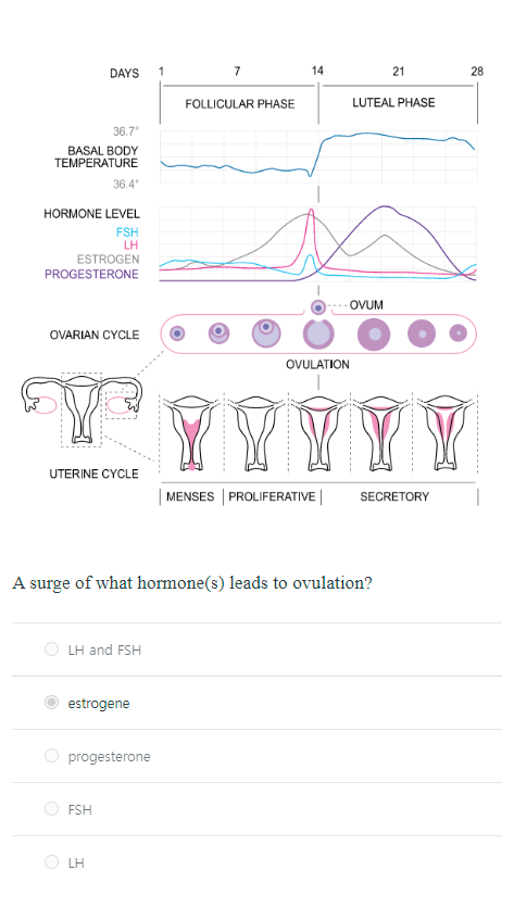 Solved A surge of what hormone(s) leads to ovulation? LH and | Chegg.com