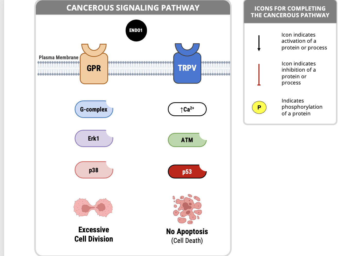 Solved COMPLETE SIGNALING PATHWAY | Chegg.com