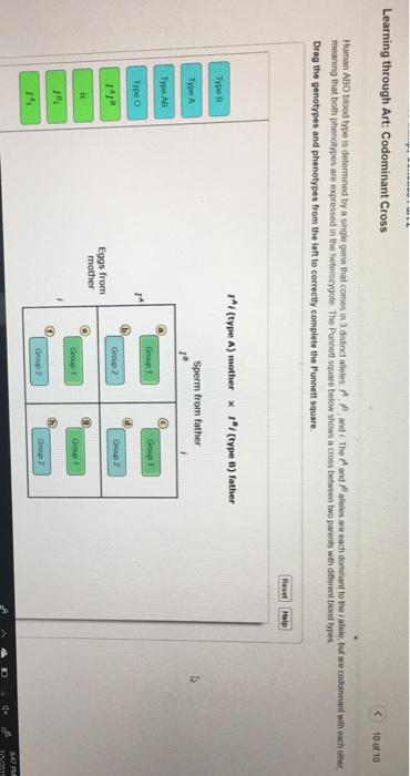 Solved Learning through Art: Codominant Cross 10 of 10 Human | Chegg.com