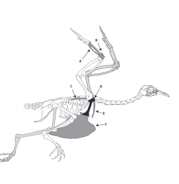 Solved A с F Some modern bird skeletons are in the | Chegg.com