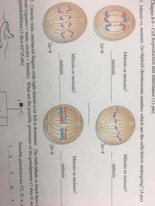 Chapter 8-9- Cell Reproduction and Inheritance (15 | Chegg.com