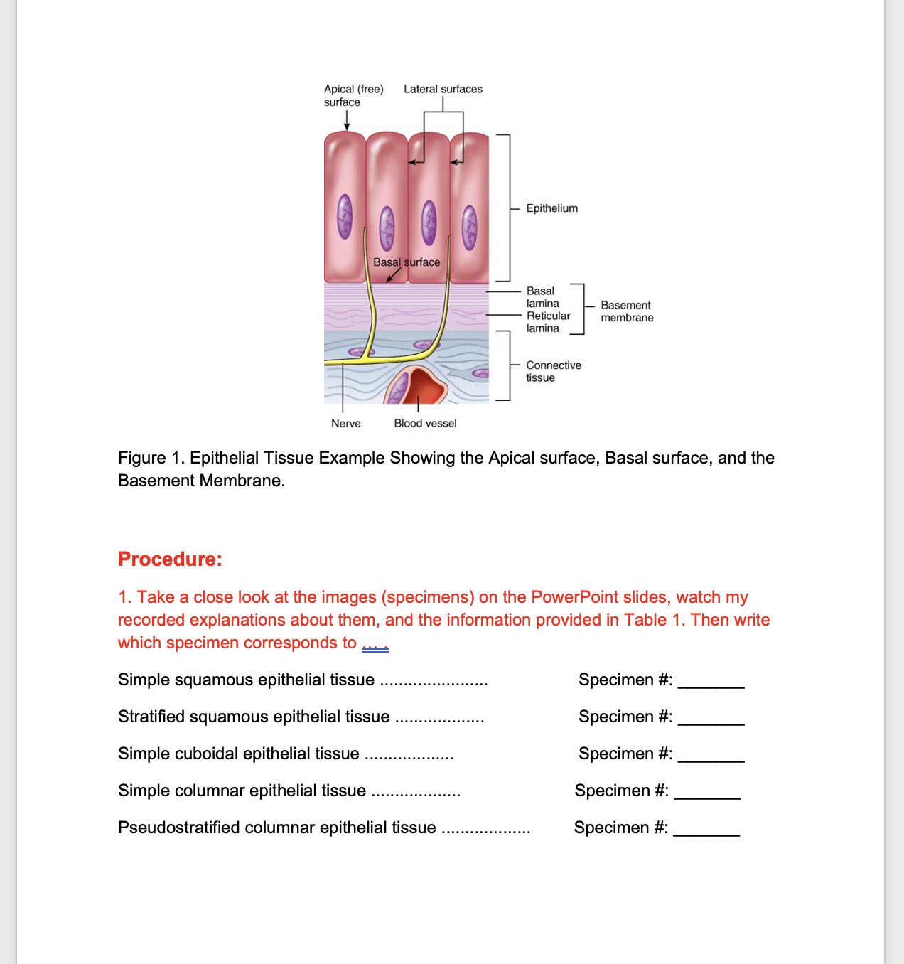 Figure 1. ﻿Epithelial Tissue Example Showing the | Chegg.com