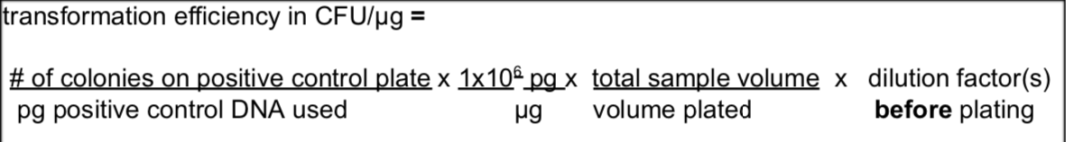 Solved Sandra transformed bacterial cells with 40 ﻿pg of a | Chegg.com
