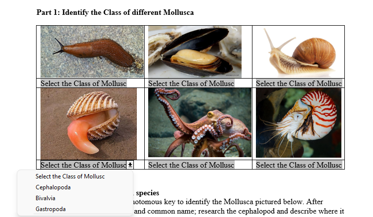 Mollusca Cephalopoda