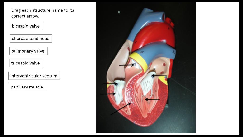 Solved Ch 18 Lab activity 1: Review of heart anatomy | Chegg.com