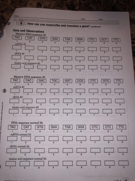 Solved 0 4 How can you transcribe and translate a gene? | Chegg.com