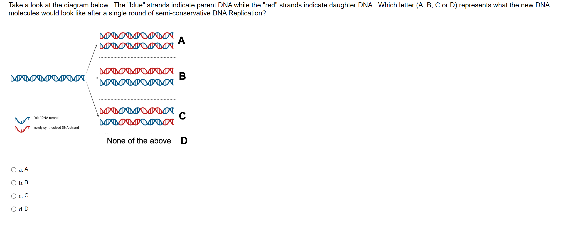 Solved Take a look at the diagram below. The "blue" strands | Chegg.com