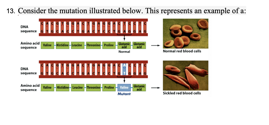 Solved 3. Consider the mutation illustrated below. This | Chegg.com
