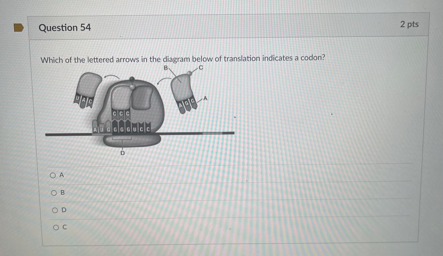 Solved Question 54 2 pts Which of the lettered arrows in the | Chegg.com Solved Question 54 2 pts Which of the lettered arrows in the | Chegg.com