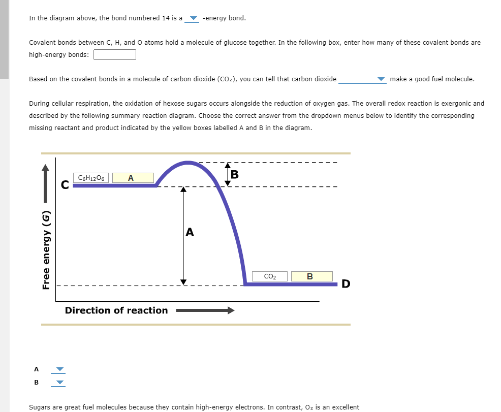 Solved 1. Electron flow from sugar to oxygen releases energy | Chegg.com