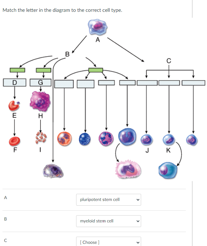 Solved Match the letter in the diagram to the correct cell | Chegg.com