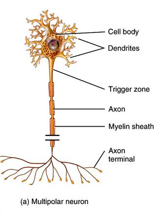 Multipolar Neuron Input Zones