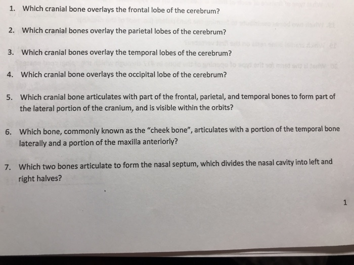Solved 1. Which cranial bone overlays the frontal lobe of | Chegg.com