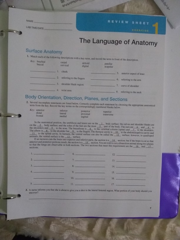 Solved REVIEW SHEET LAB TIME DATE The Language Of Anatomy Chegg