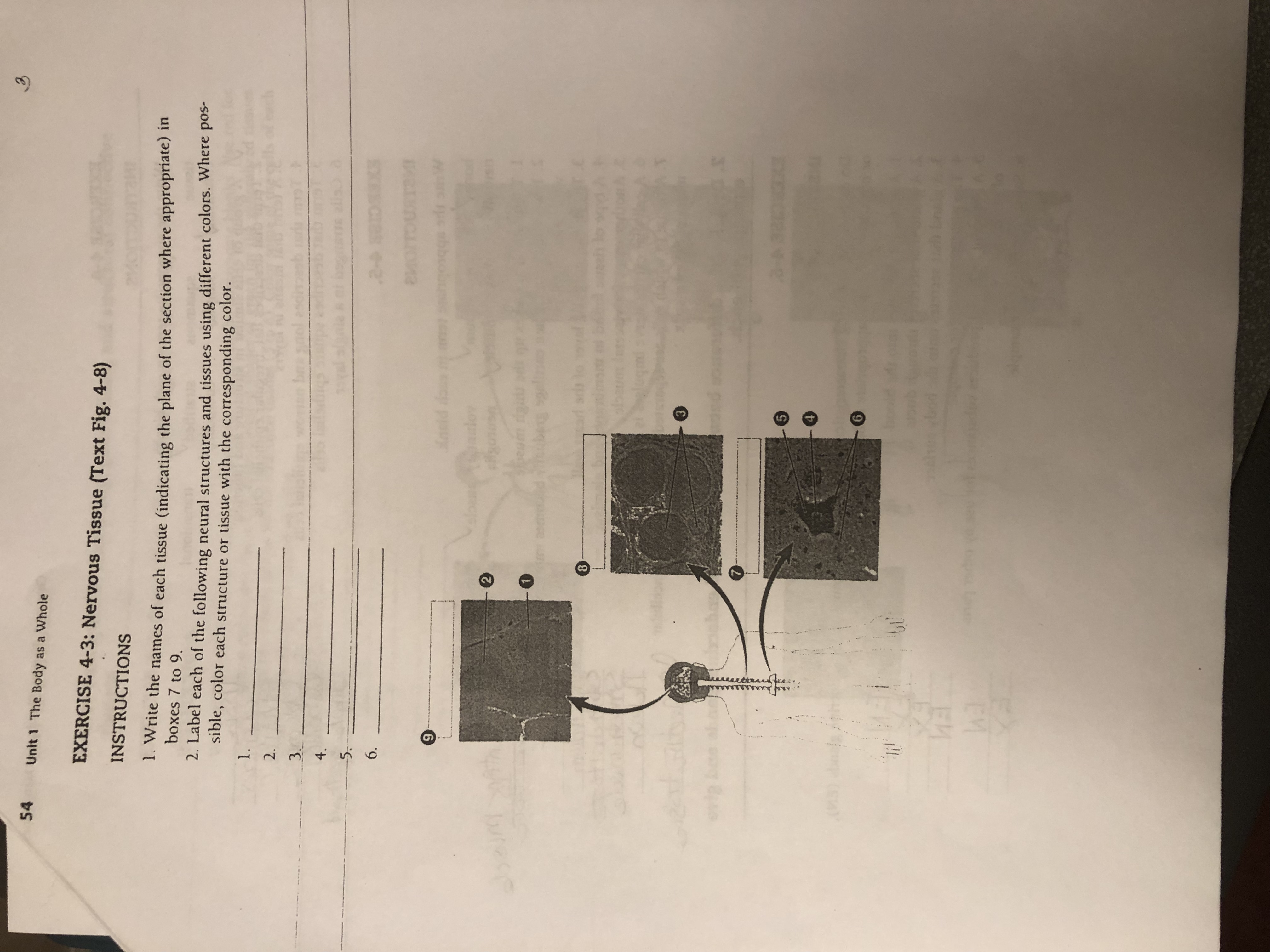 Solved 54 Unit 1 The Body as a Whole 3 EXERCISE 4-3: Nervous | Chegg.com