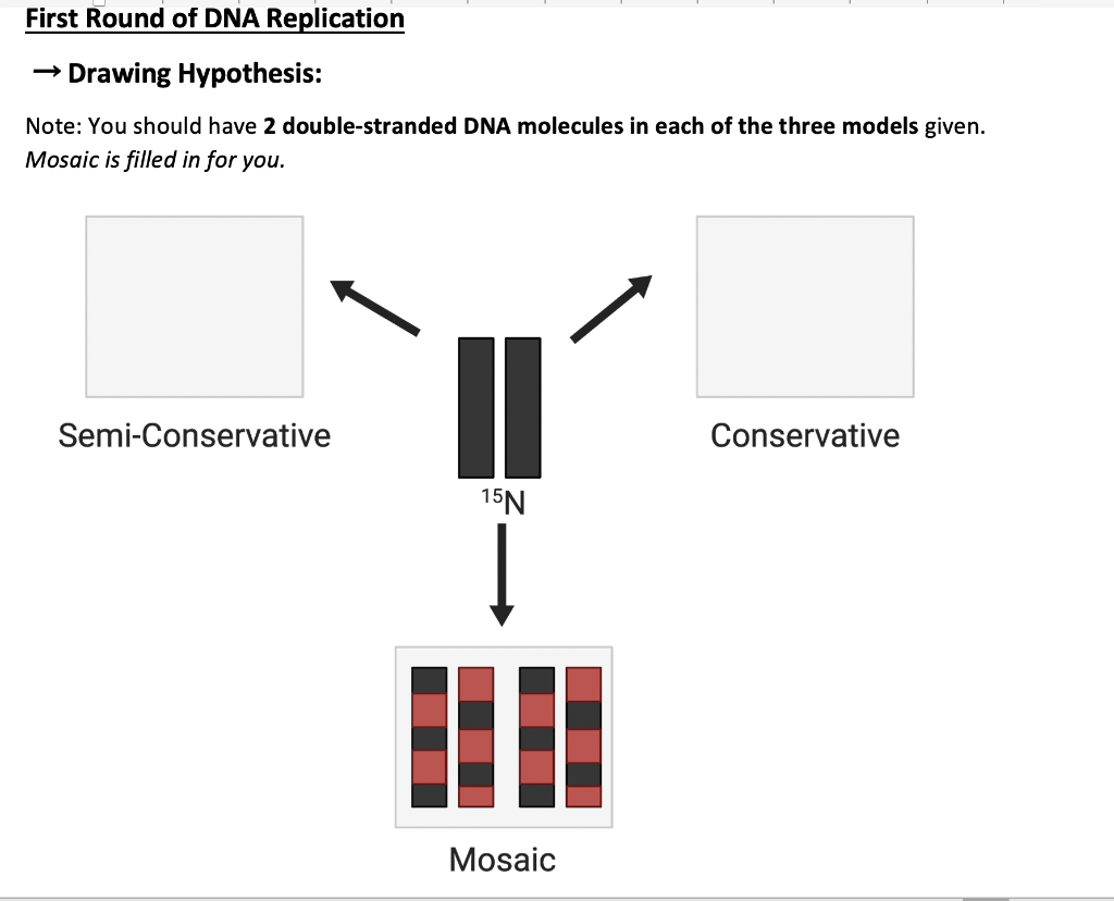 Solved First Round of DNA Replication → Drawing Hypothesis: | Chegg.com