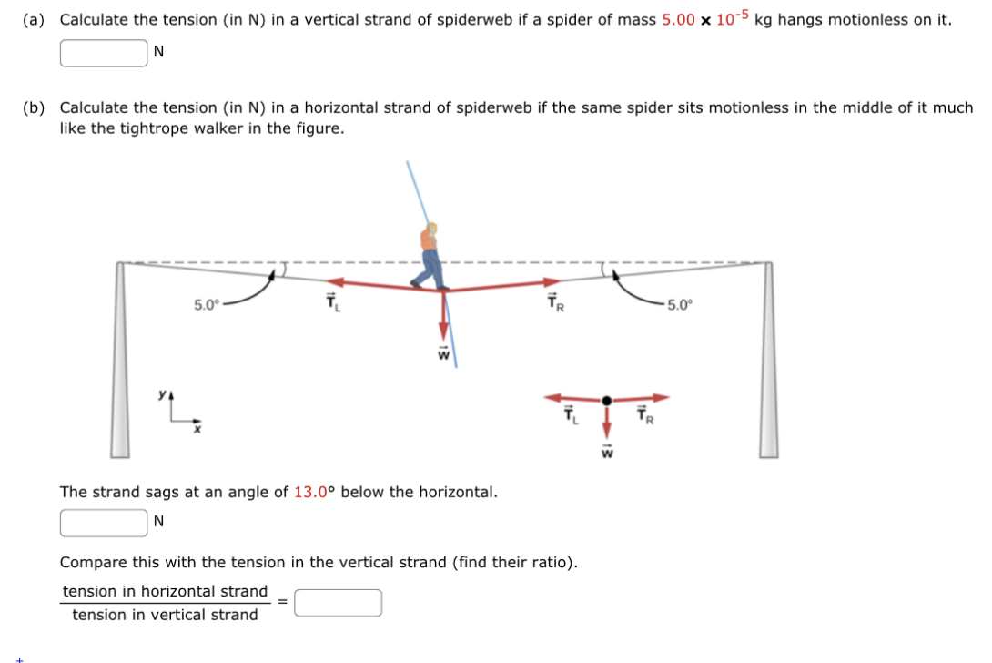 Solved (a) Calculate the tension (in N) in a vertical strand | Chegg.com