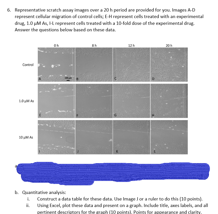 Solved 6. Representative scratch assay images over a 20 h | Chegg.com