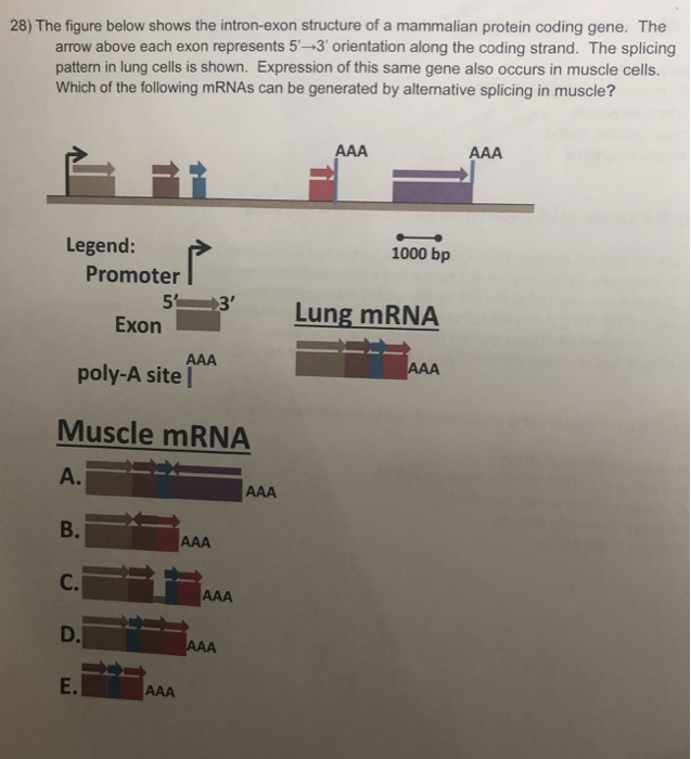 Solved 28) The figure below shows the intron-exon structure | Chegg.com