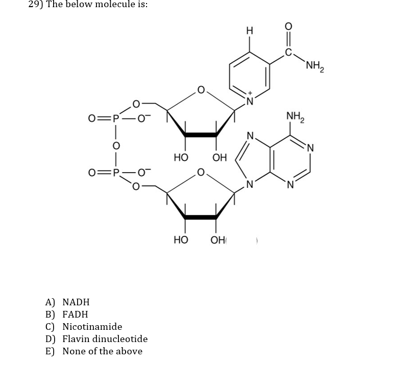 Solved 29) The below molecule is: H NH2 O=P-0- NH2 N. 'N HO | Chegg.com