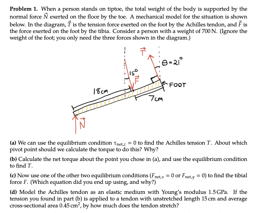 Solved Problem 1. When a person stands on tiptoe, the total | Chegg.com