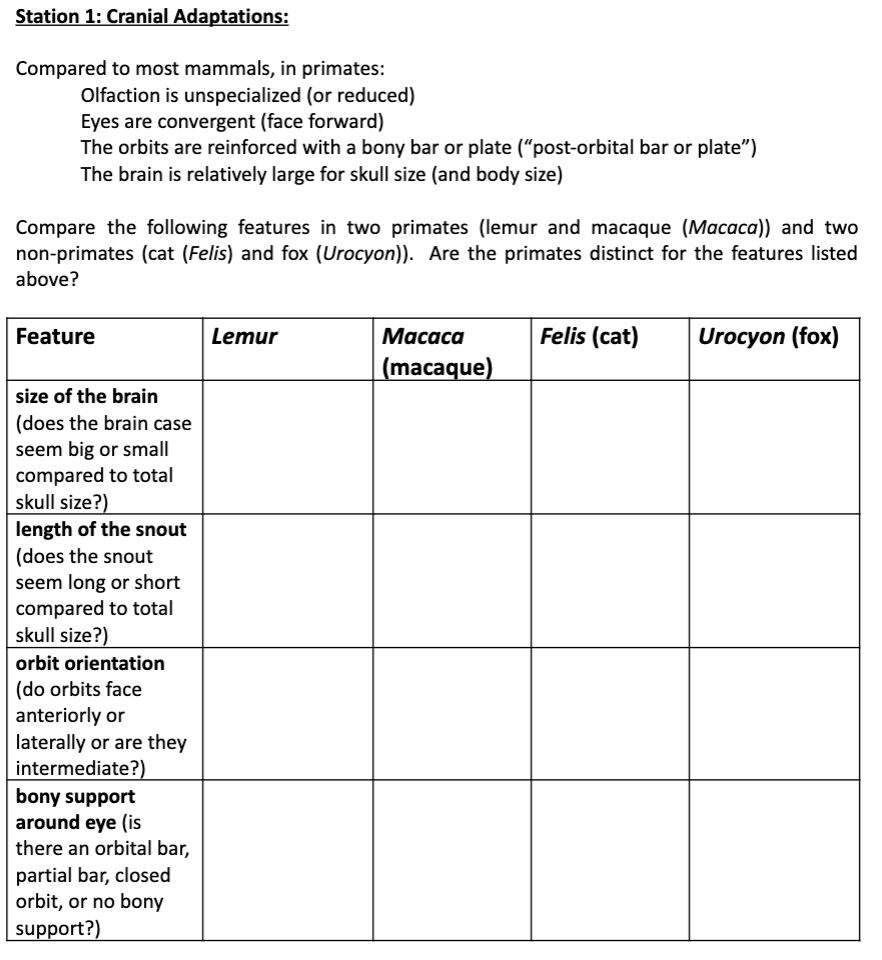 Solved Station 1: Cranial Adaptations: Compared to most | Chegg.com