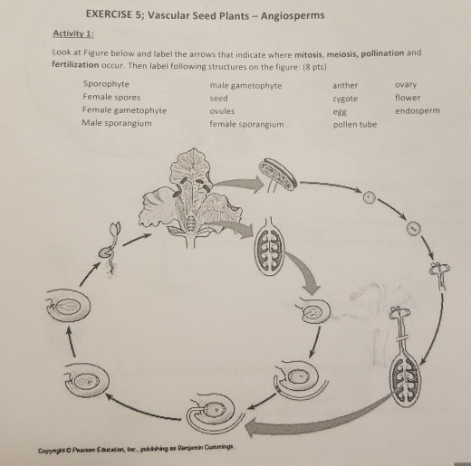 Solved EXERCISE S; Vascular Seed Plants -Angiosperms | Chegg.com