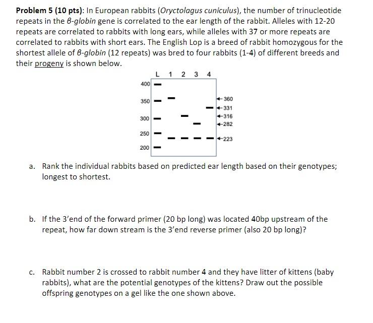Solved Problem 5 ( 10pts) : In European rabbits (Oryctolagus | Chegg.com