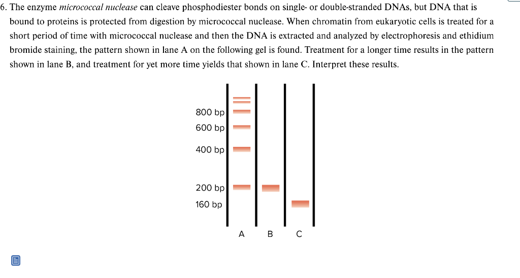 Solved The enzyme micrococcal nuclease can cleave | Chegg.com