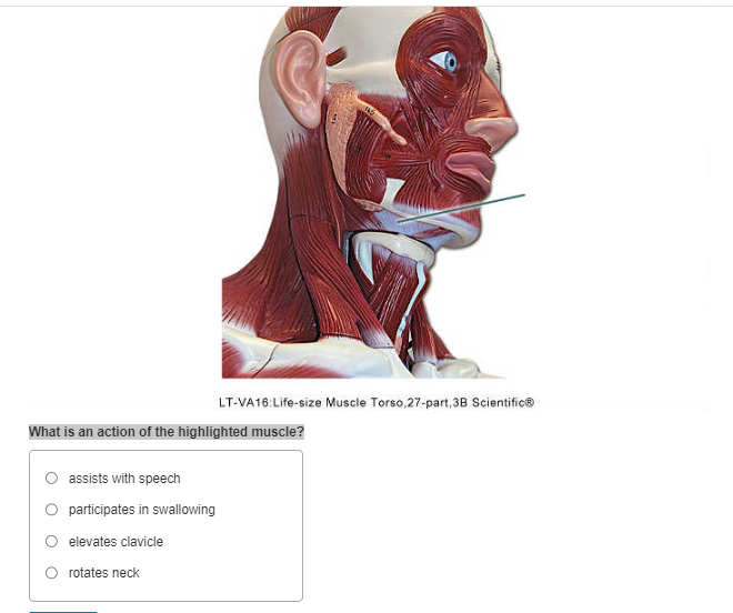 Solved LT-VA16:Life-size Muscle Torso,27-part,3B Scientificß | Chegg.com