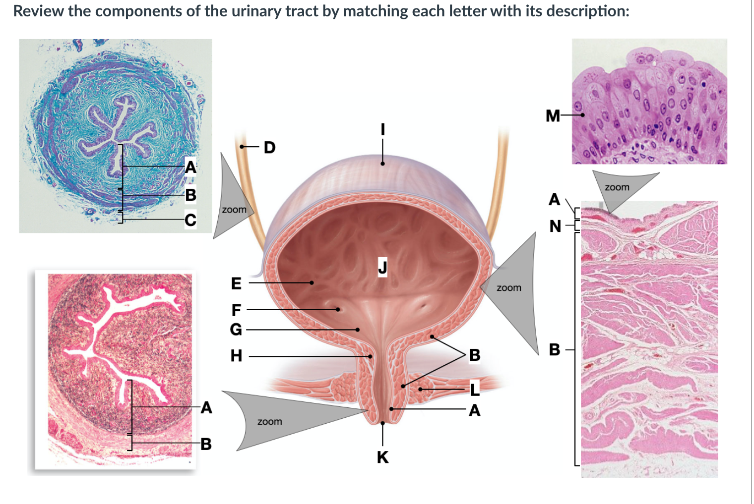 Solved Review the components of the urinary tract by | Chegg.com