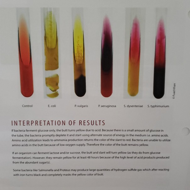Solved Student Name: Date: EXPERIMENT 25 LAB REPORT | Chegg.com