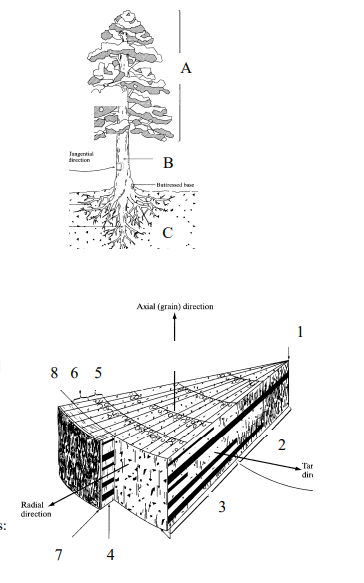 Solved பொpartin inci B Bald be Axial (grain) direction 1 8 6 | Chegg.com