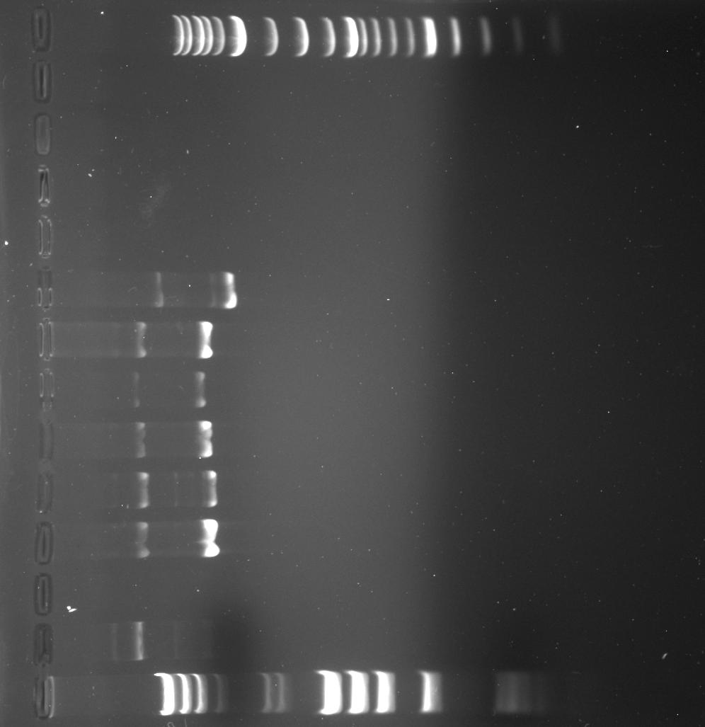 Purified plasmid sample of pGREEN , pGEM-luc and p005 | Chegg.com