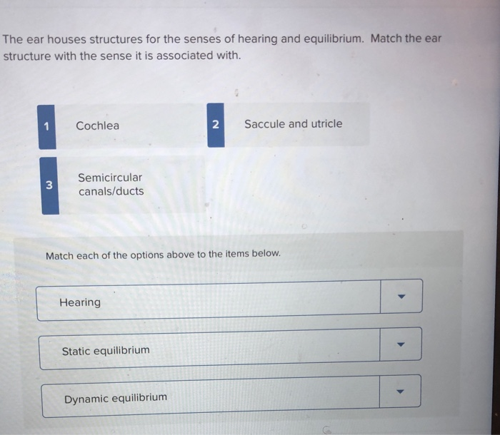 Solved The ear houses structures for the senses of hearing | Chegg.com