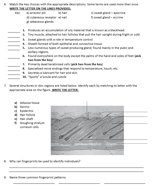 Solved Use the key, choose the best response to identify the | Chegg.com